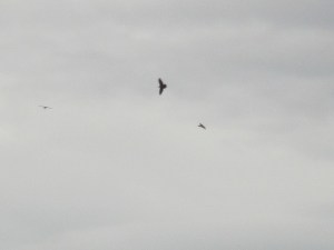 Each Time a Blessing | A Hundred Falling Veils